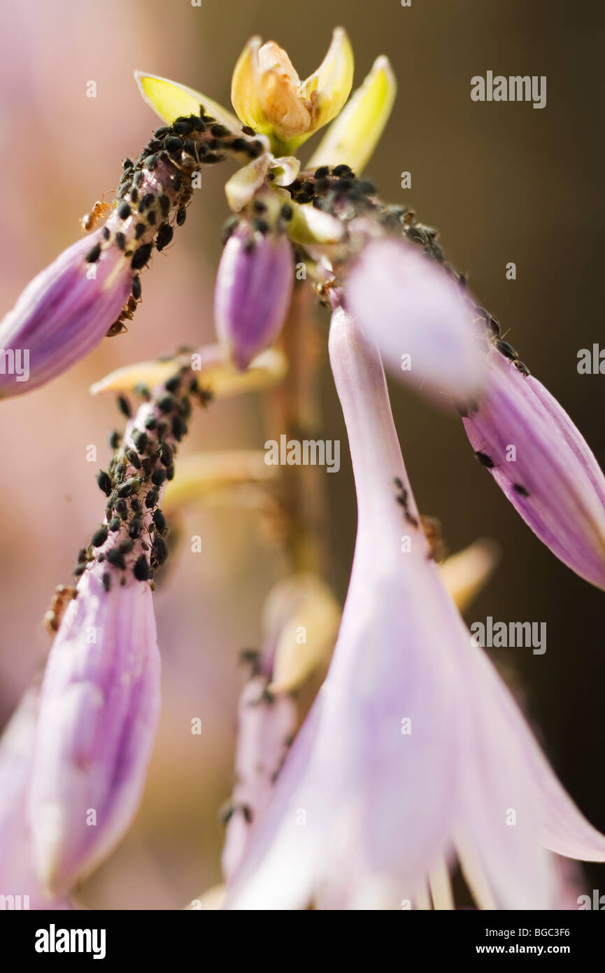 Blackfly infestation on Hosta flowers Stock Photo - Alamy