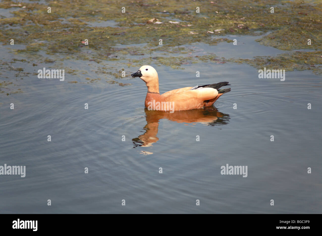 Breeding on the water hi-res stock photography and images - Alamy