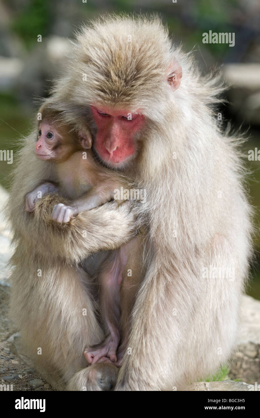 Macaques carrying for baby hi-res stock photography and images - Alamy