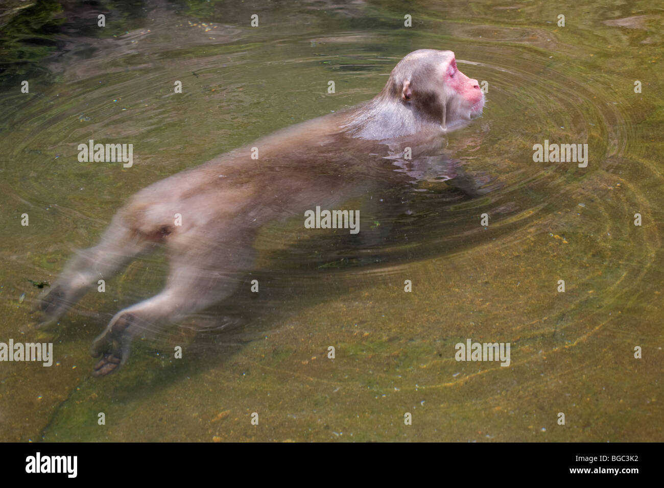 Japanese Macaque (Macaca fuscata) swimming in water of hot spring pool ...