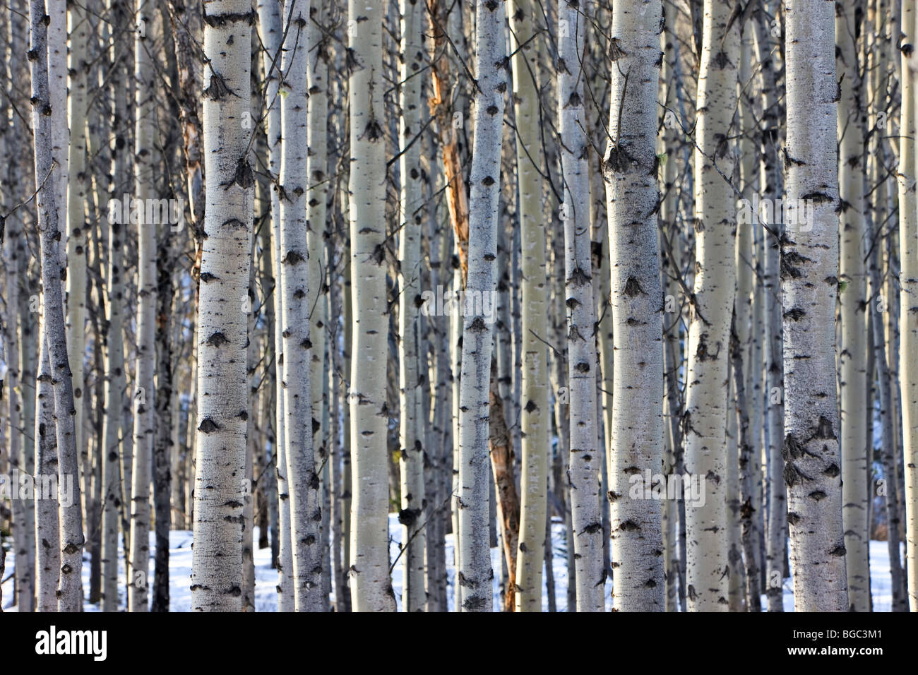 Stand of Aspen Trees between Pyramid Lake and Patricia Lake near the ...
