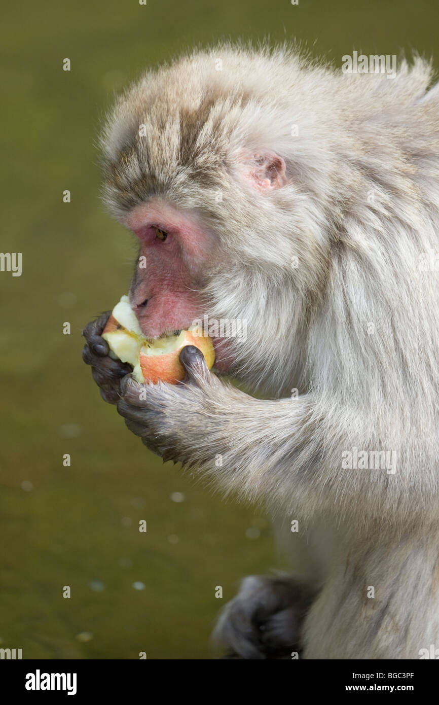 Monkey eating an apple hi-res stock photography and images - Alamy