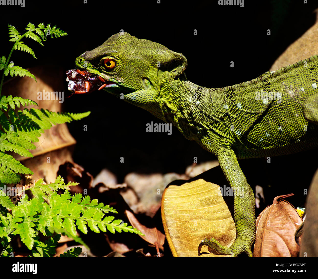 Jesus christ lizard hi-res stock photography and images - Alamy