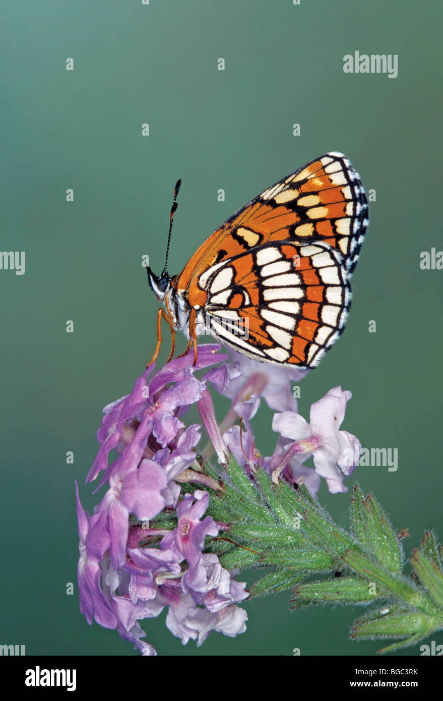 Theona Checkerspot butterfly Stock Photo - Alamy