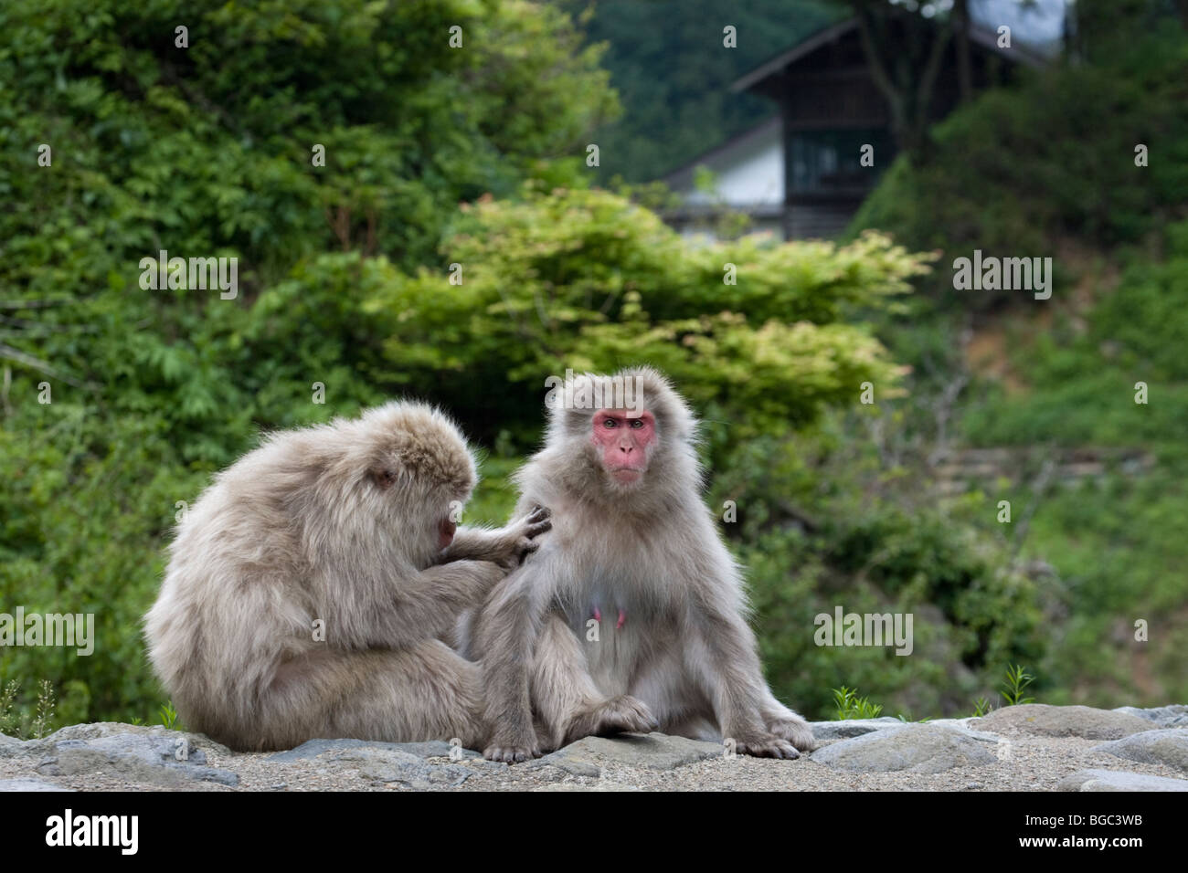 Japanese macaque (Macaca fuscata) grooming another monkey Stock Photo ...