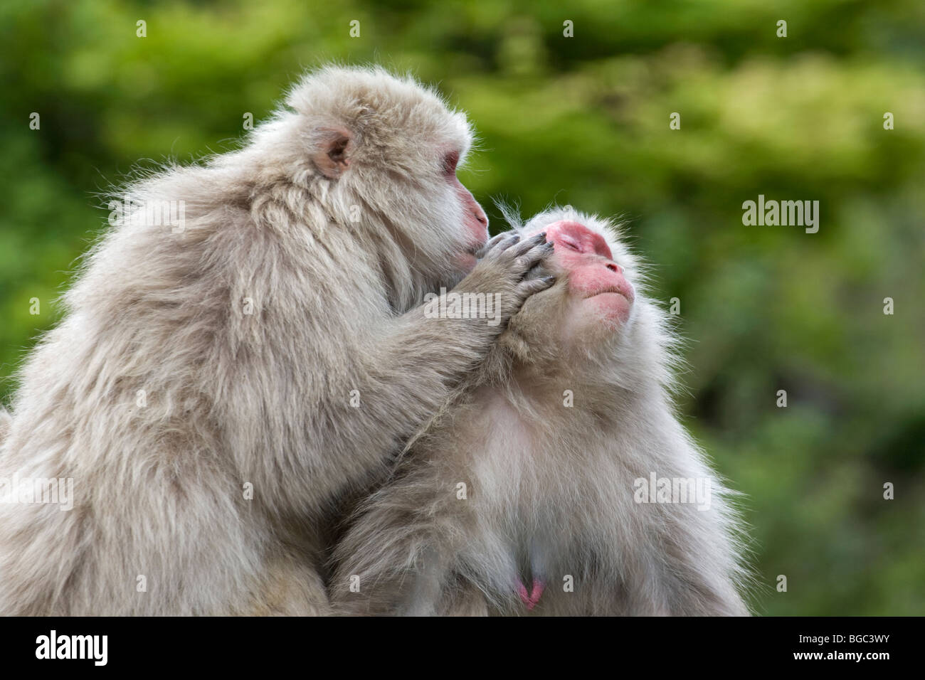 Wild Japanese macaque (Macaca fuscata) grooming another monkey in the ...
