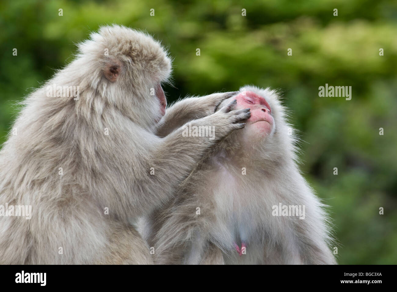 Monkey hand on head hi-res stock photography and images - Alamy