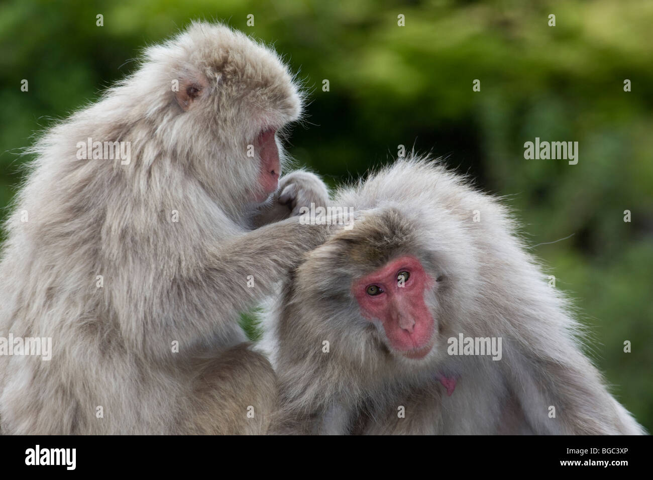 Wild Japanese macaque (Macaca fuscata) grooming another monkey in ...