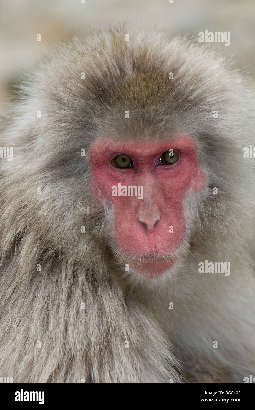 Japanese Macaque (Macaca fuscata Stock Photo - Alamy