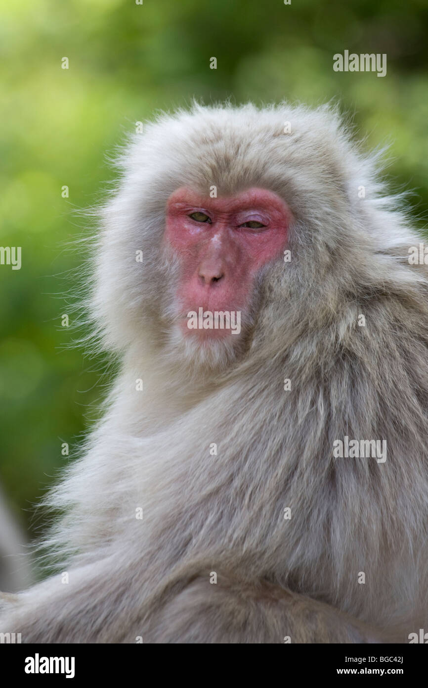 Red faced macaque hi-res stock photography and images - Alamy