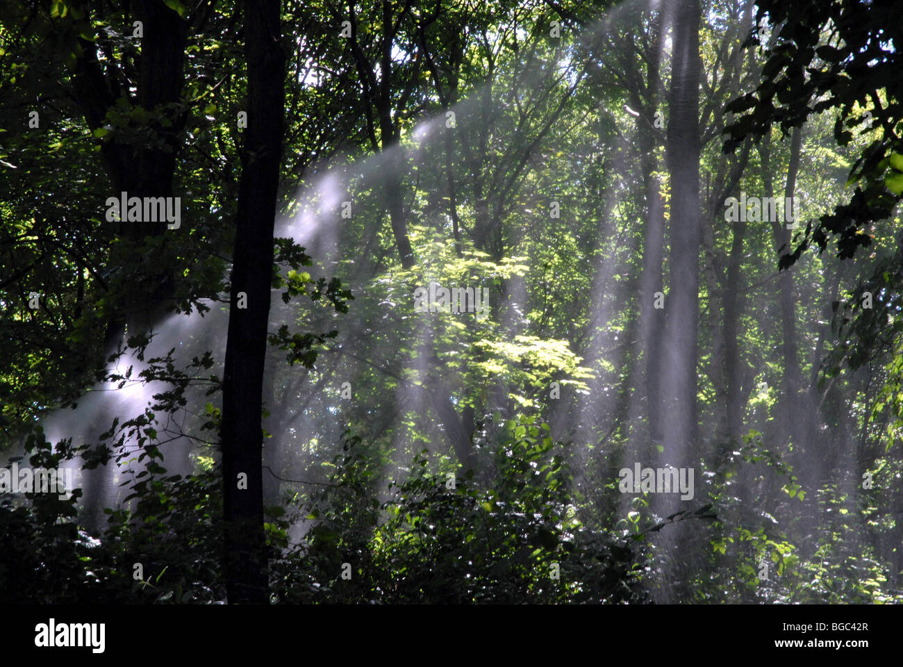 Beam of sun light hi-res stock photography and images - Alamy