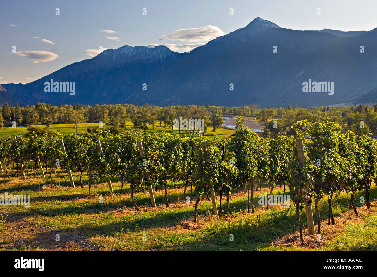 Rows of grapevines growing at a vineyard in the Similkameen River ...
