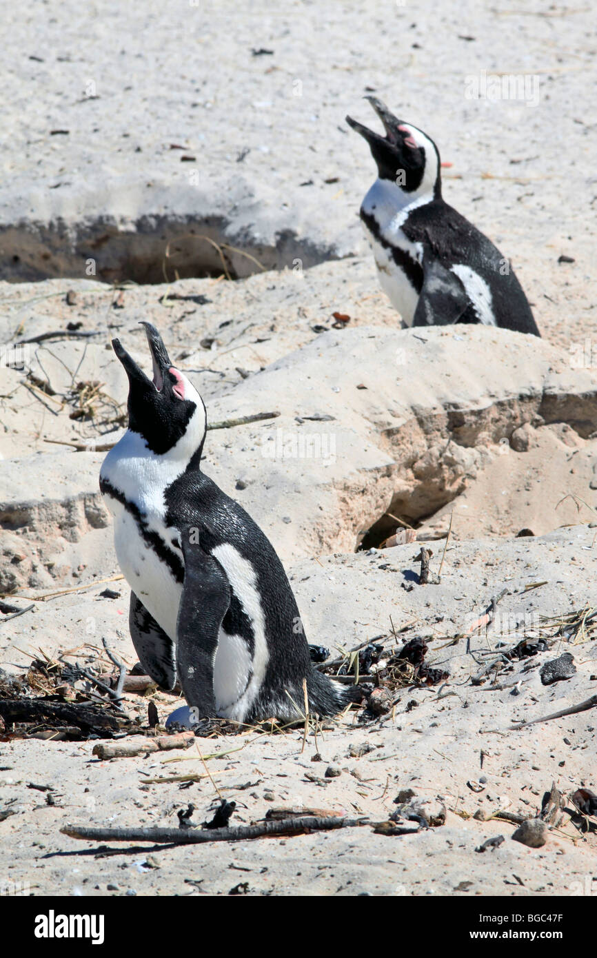 Penguin egg hatching hi-res stock photography and images - Alamy