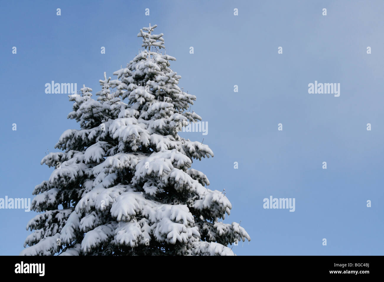 trees at the snowy mountain in the winter Stock Photo - Alamy