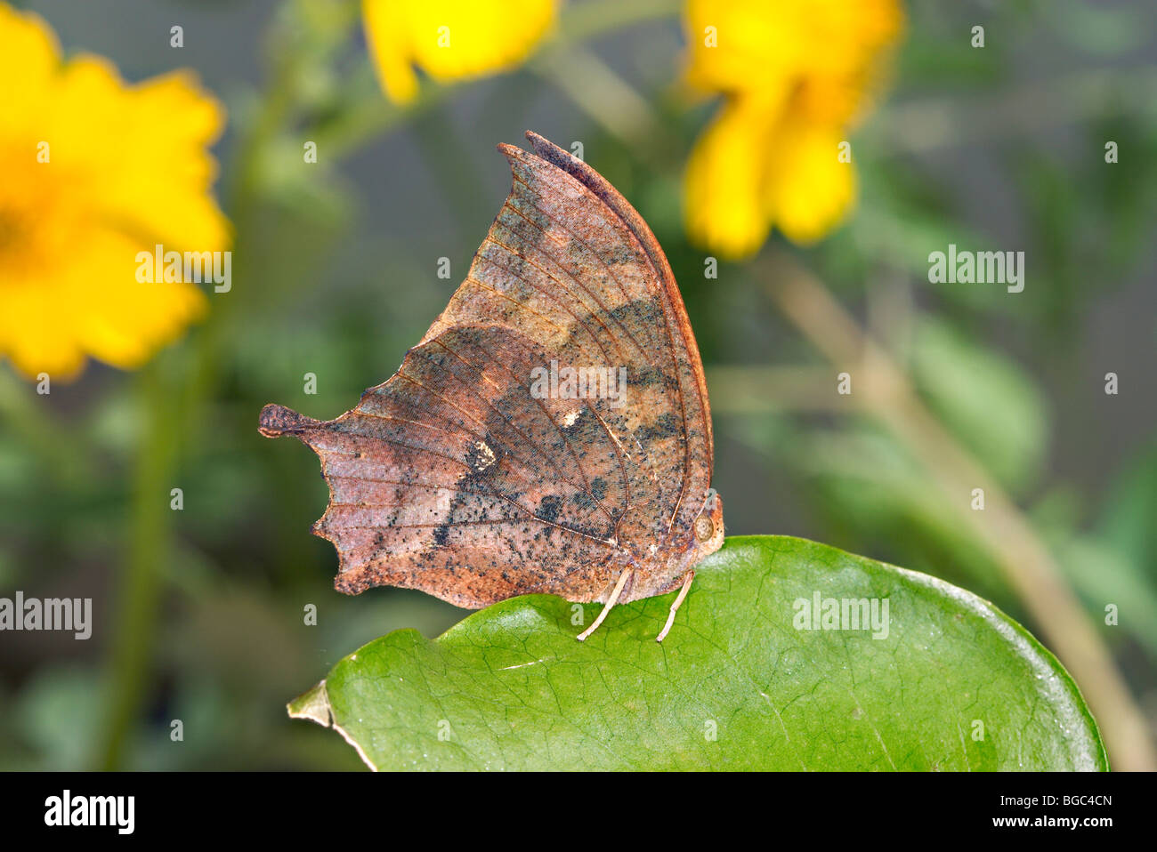 Tropical leafwing hi-res stock photography and images - Alamy