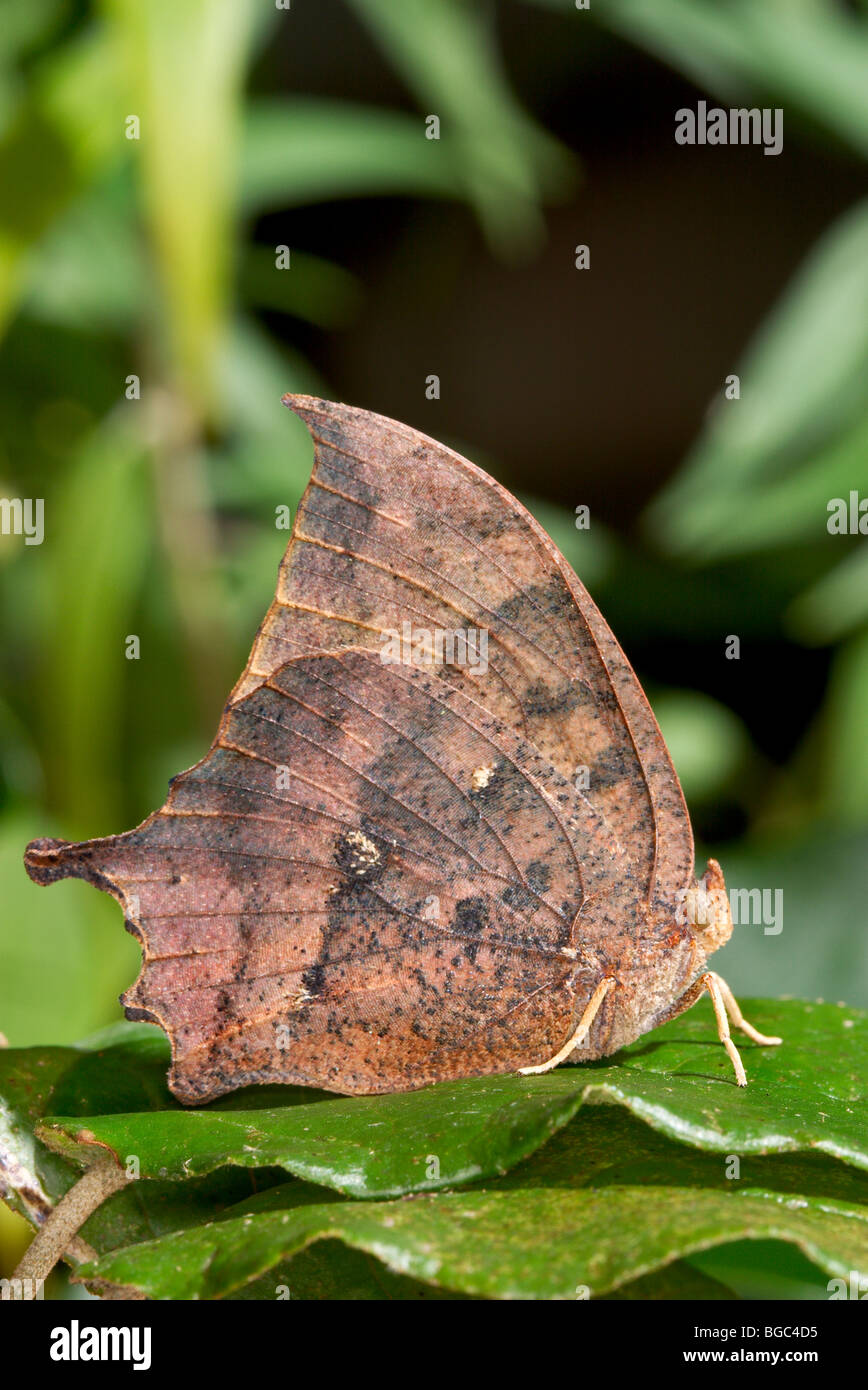 Tropical leafwing hi-res stock photography and images - Alamy