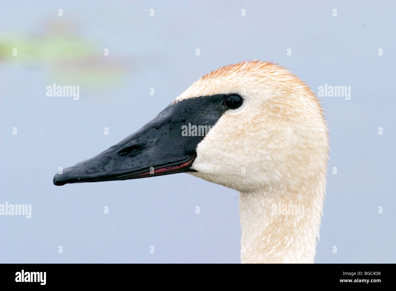 Swan feet hi-res stock photography and images - Alamy