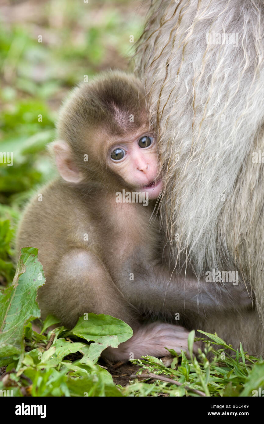 Japanese Macaque baby clinging to mother's fur (Macaca fuscata Stock ...