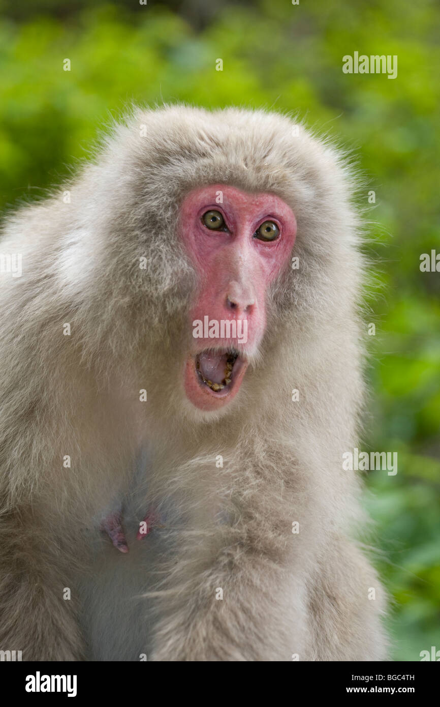 Red faced macaque hi-res stock photography and images - Alamy