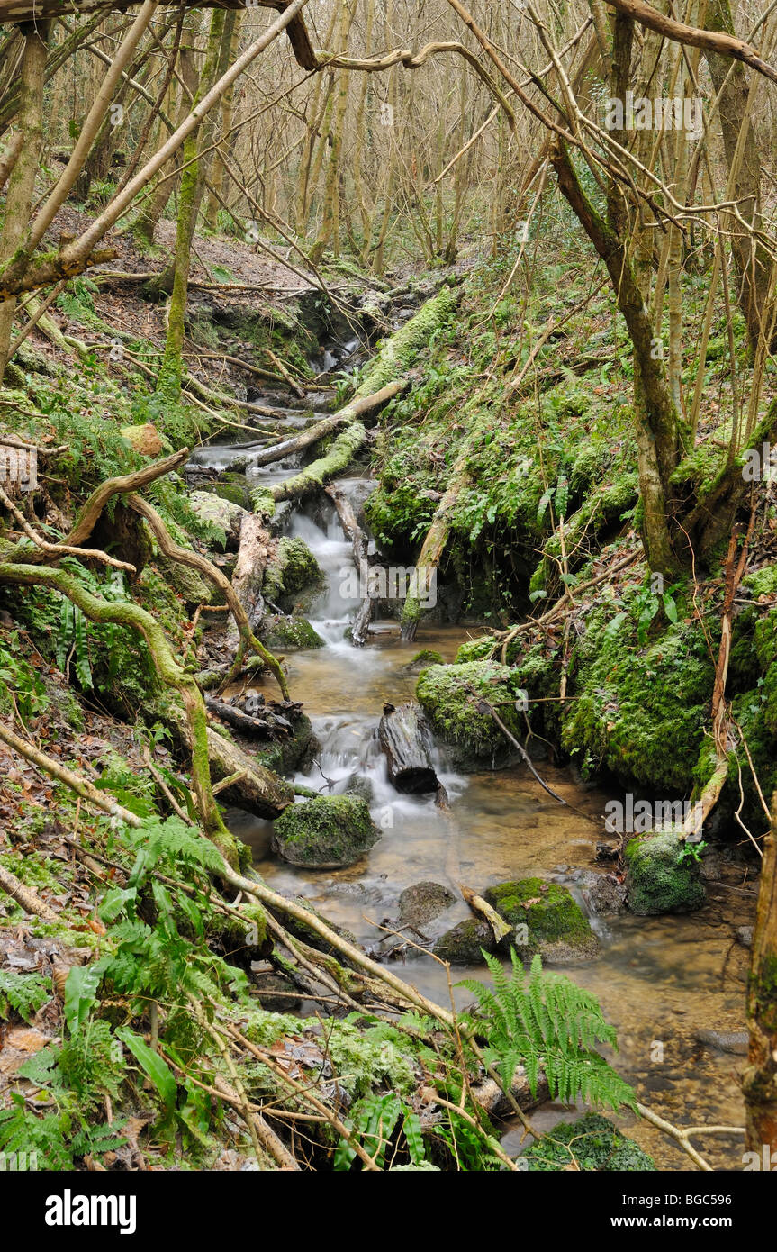 Woodland stream with Waterfall. Kilcott Brook, Midger Wood Stock Photo ...