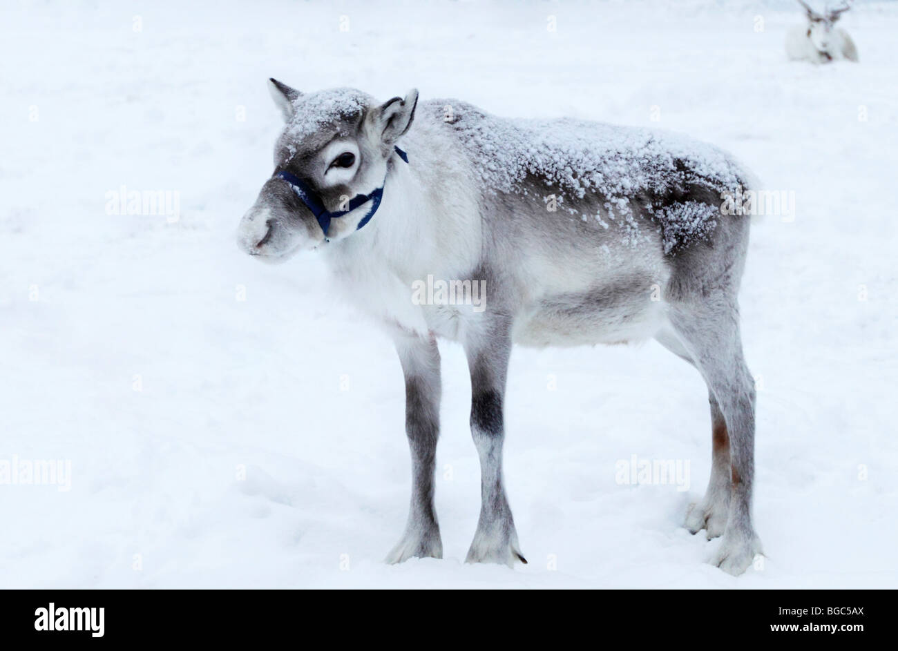 Baby Reindeer In Snow