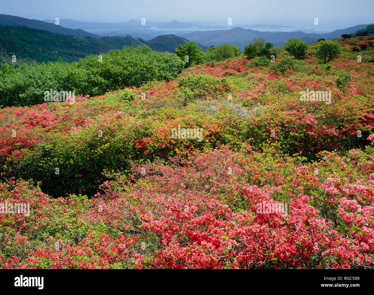 Azalea, Kesennuma, Miyagi, Japan Stock Photo - Alamy