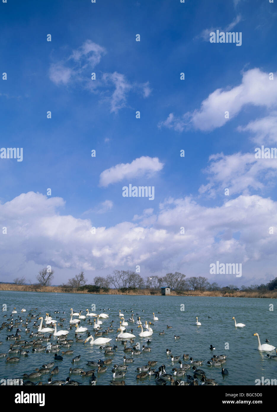 Swan, Tome, Miyagi, Japan Stock Photo - Alamy