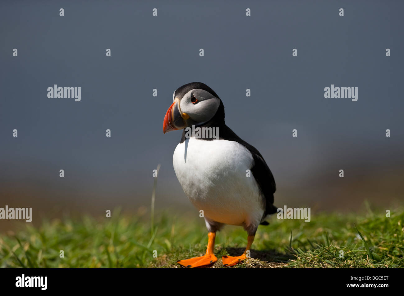 Atlantic Puffin (Fratercula arctica), Treshnish Island, Scotland ...