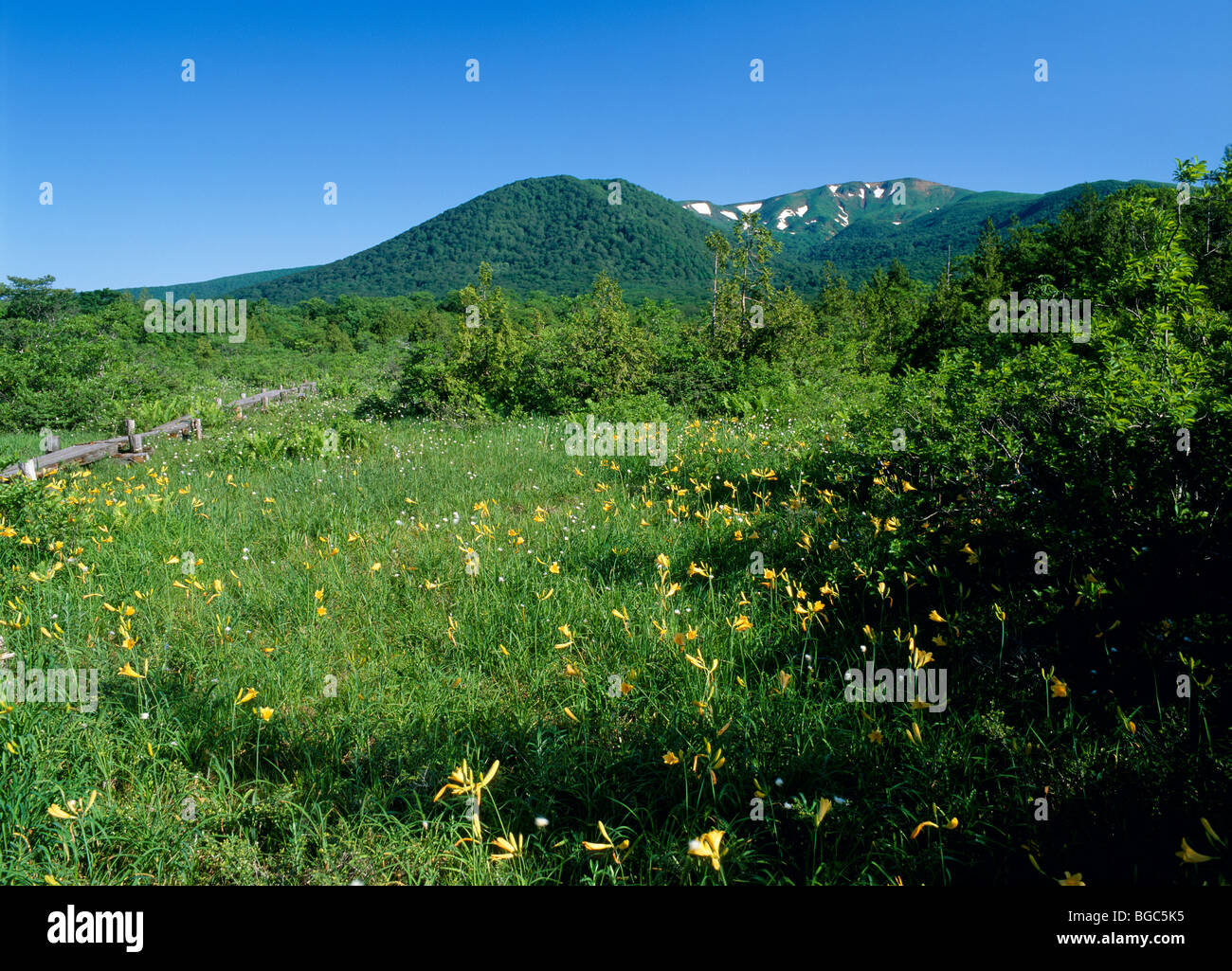 Kurihara hi-res stock photography and images - Alamy