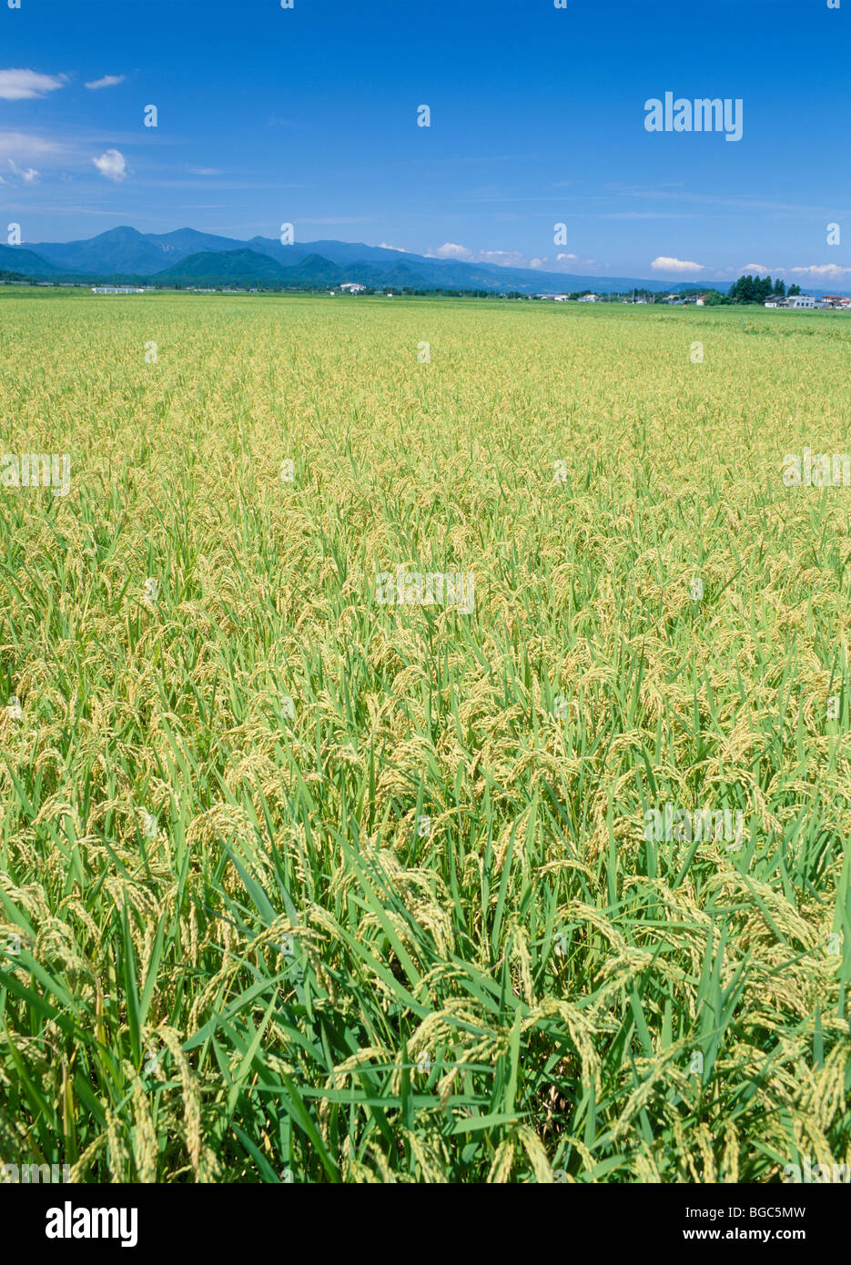 Rice Field, Taiwa, Miyagi, Japan Stock Photo - Alamy