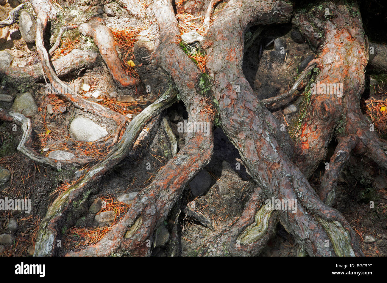 Pine tree roots revealed on a worn pathway in Rothiemurchus Forest ...