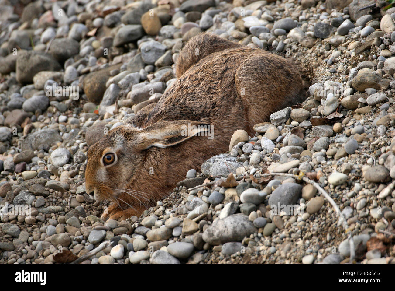 Hares form hi-res stock photography and images - Alamy