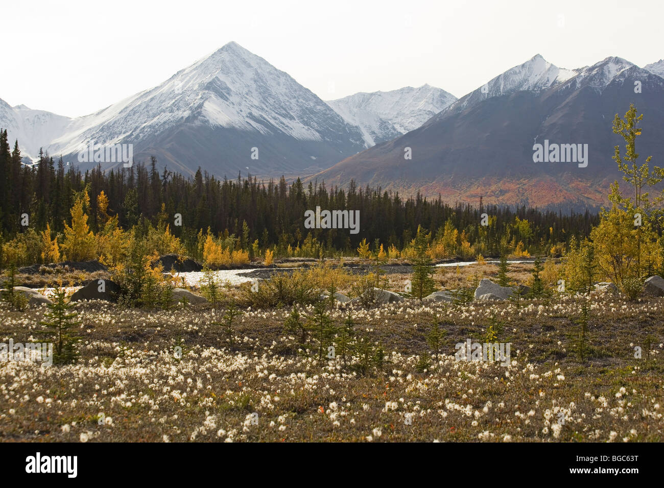 Indian Summer along Haines Road, cotton grass and leaves in fall ...