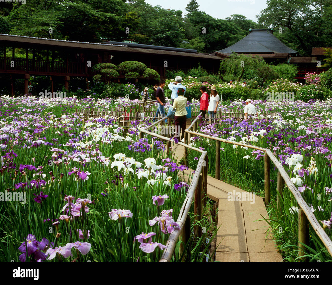 Iris, Matsudo, Chiba, Japan Stock Photo - Alamy