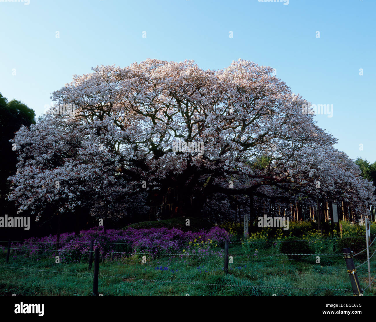 Big Cherry Tree, Inba, Chiba, Japan Stock Photo - Alamy