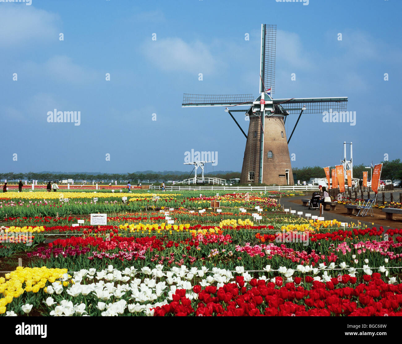 Sakura furusato square hi-res stock photography and images - Alamy