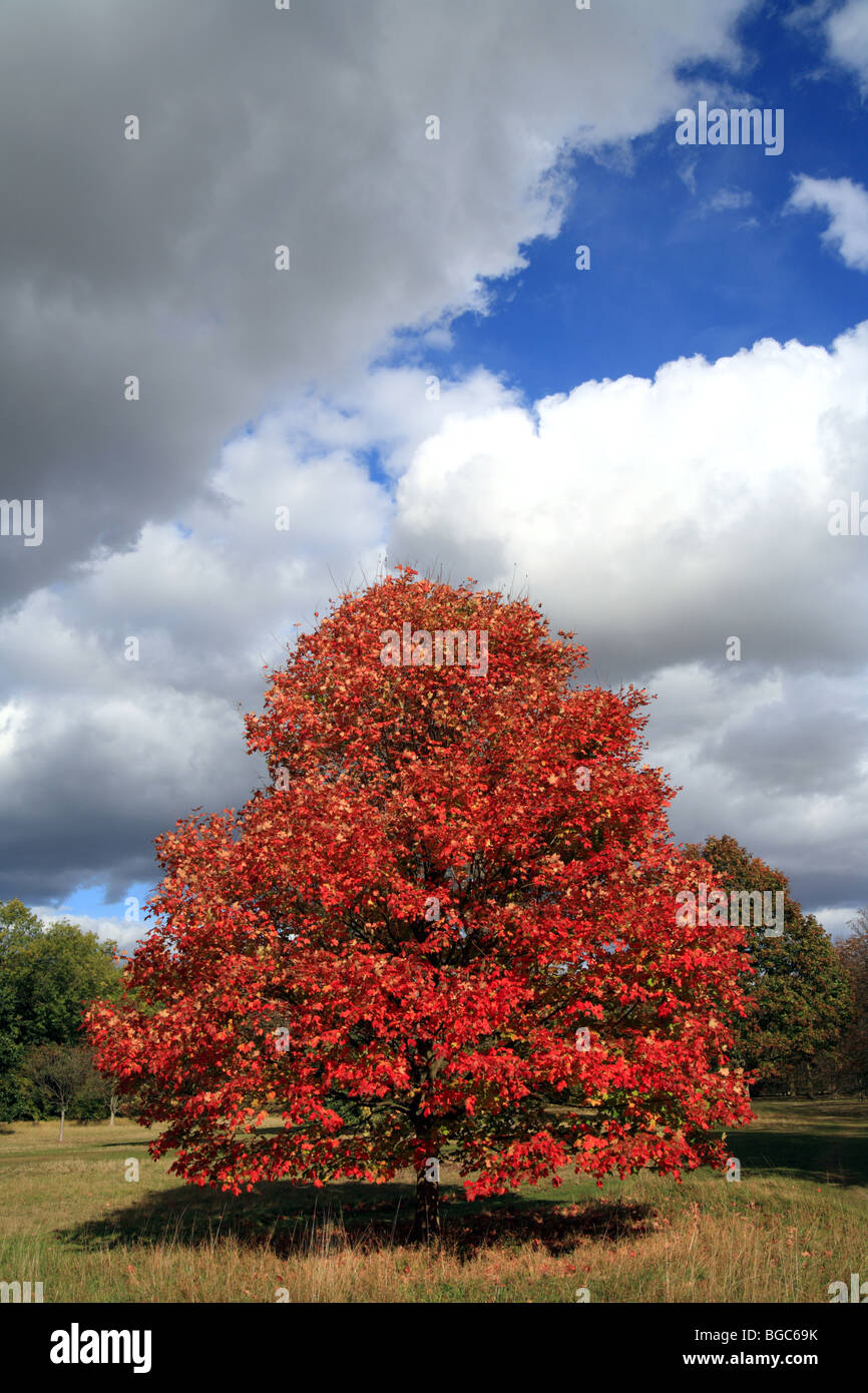 Maple tree hi-res stock photography and images - Alamy