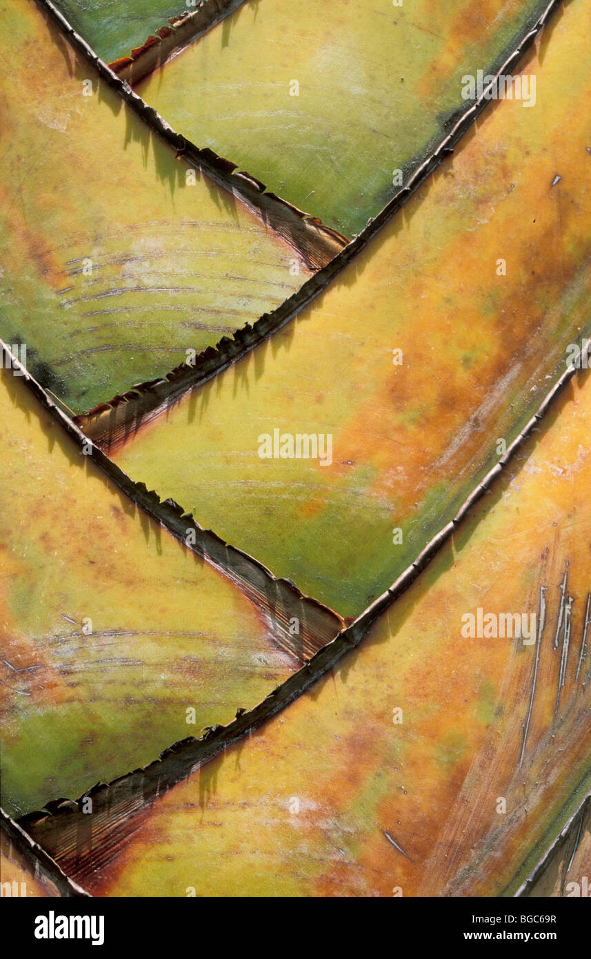 Singapore traveller tree hi-res stock photography and images - Alamy