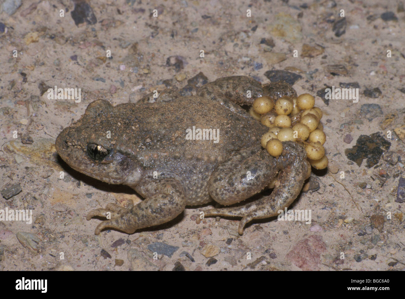 Common midwife toad (Alytes obstetricans Stock Photo - Alamy