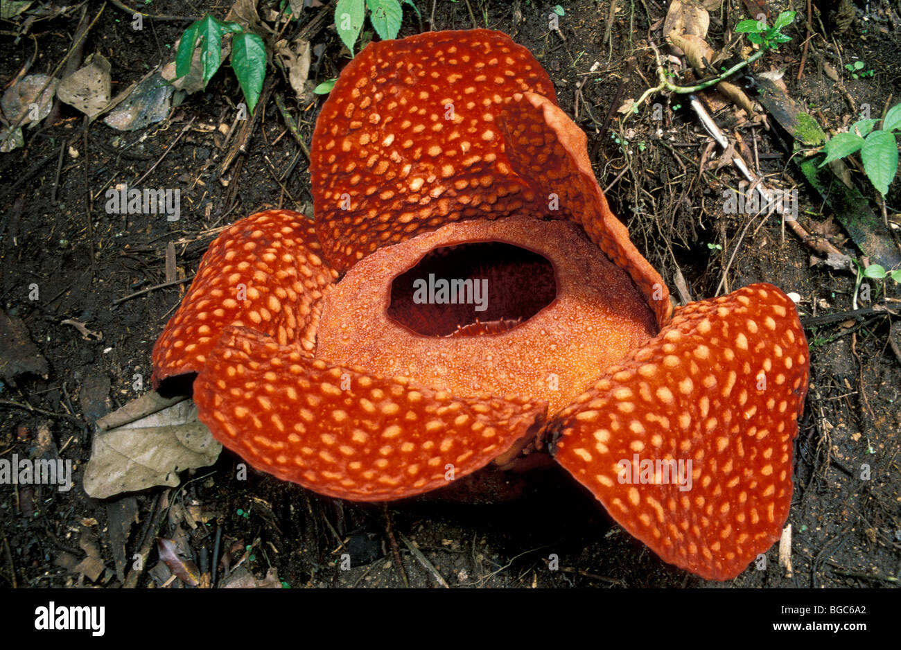 Rafflesia arnoldii, flowering, Province of Sumatra Barat, Sumatra ...