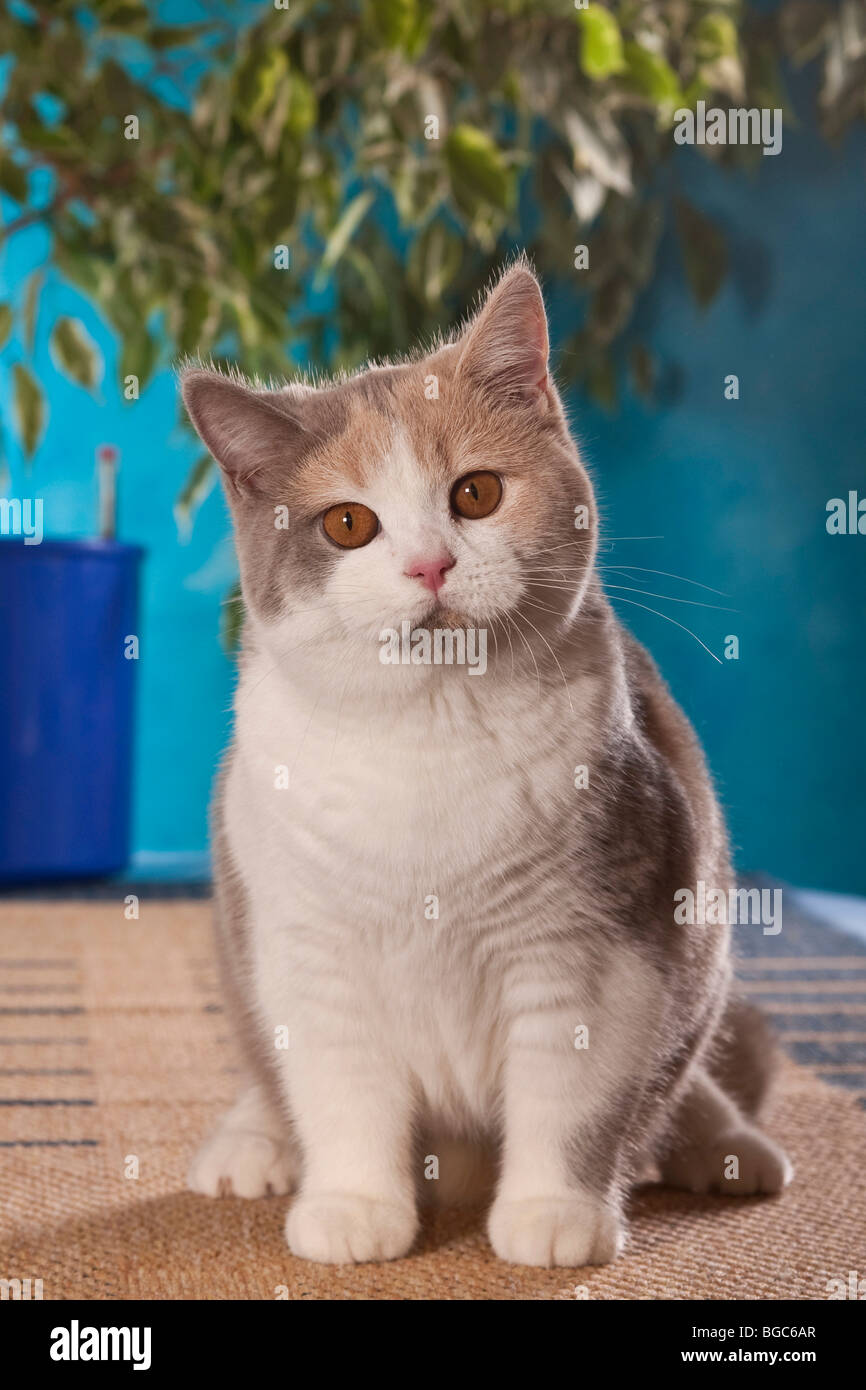 Snoopy cat breed hi-res stock photography and images - Alamy
