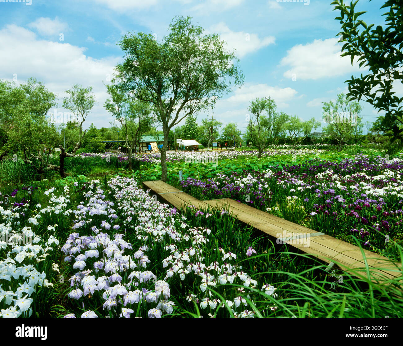 Suigou Sawara Municipal Aquatic Botanical Garden, Katori, Chiba, Japan ...