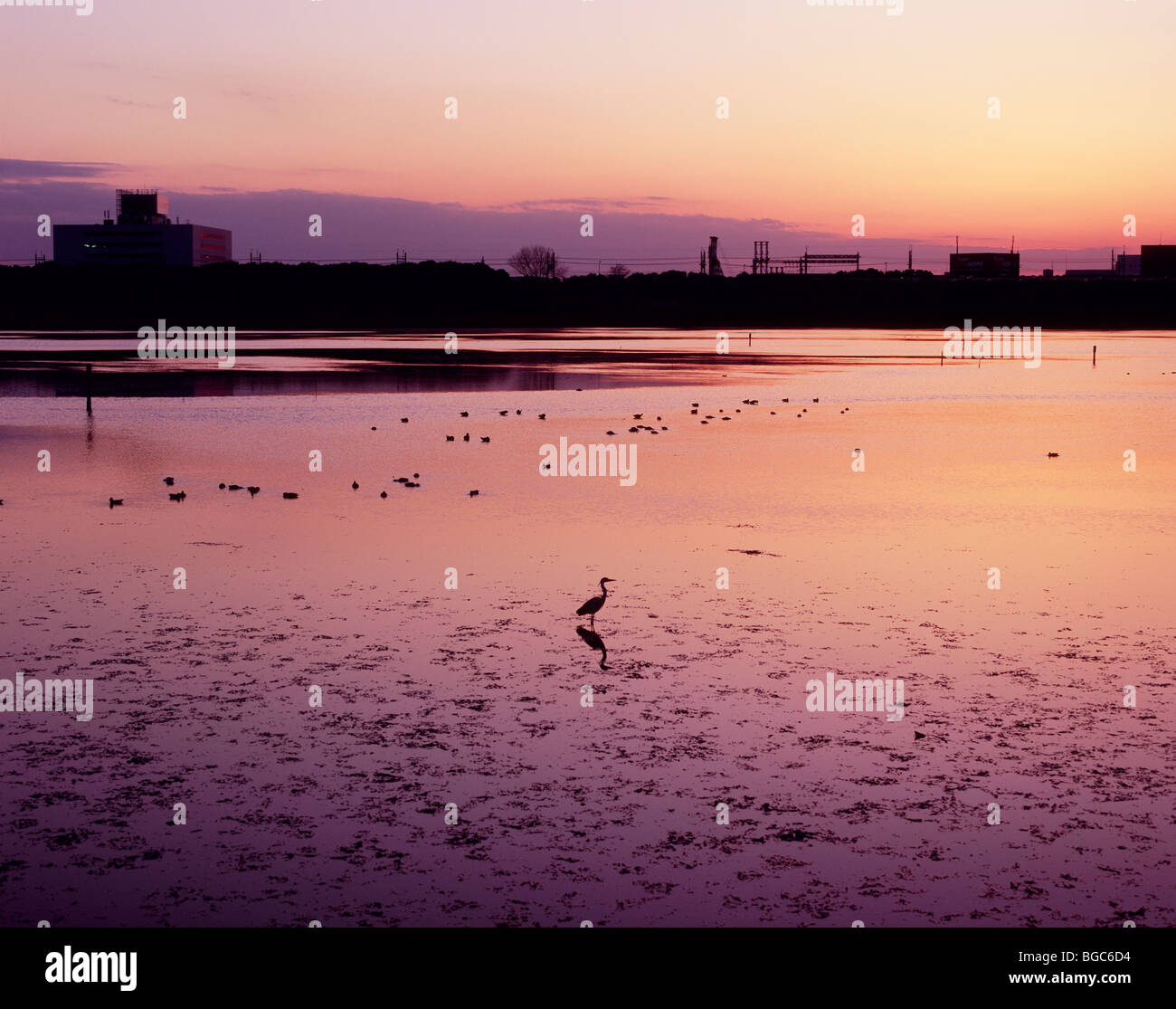 Yatsu Higata, Narashino, Chiba, Japan Stock Photo - Alamy