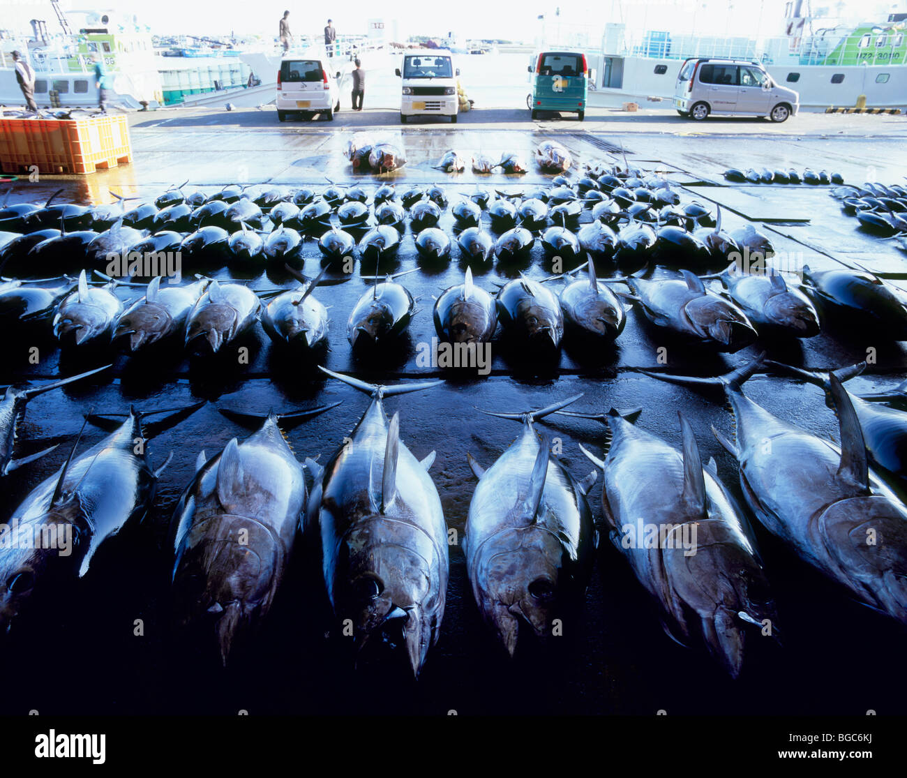 Tuna At Fish Market, Choshi, Chiba, Japan Stock Photo - Alamy