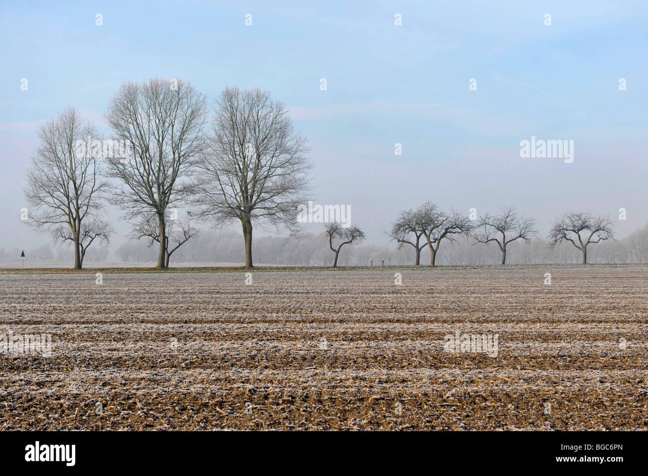 Row trees field hi-res stock photography and images - Alamy