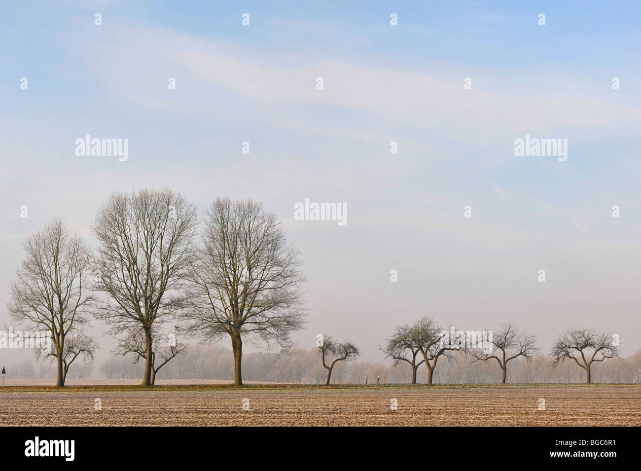 Row of trees at a hi-res stock photography and images - Alamy