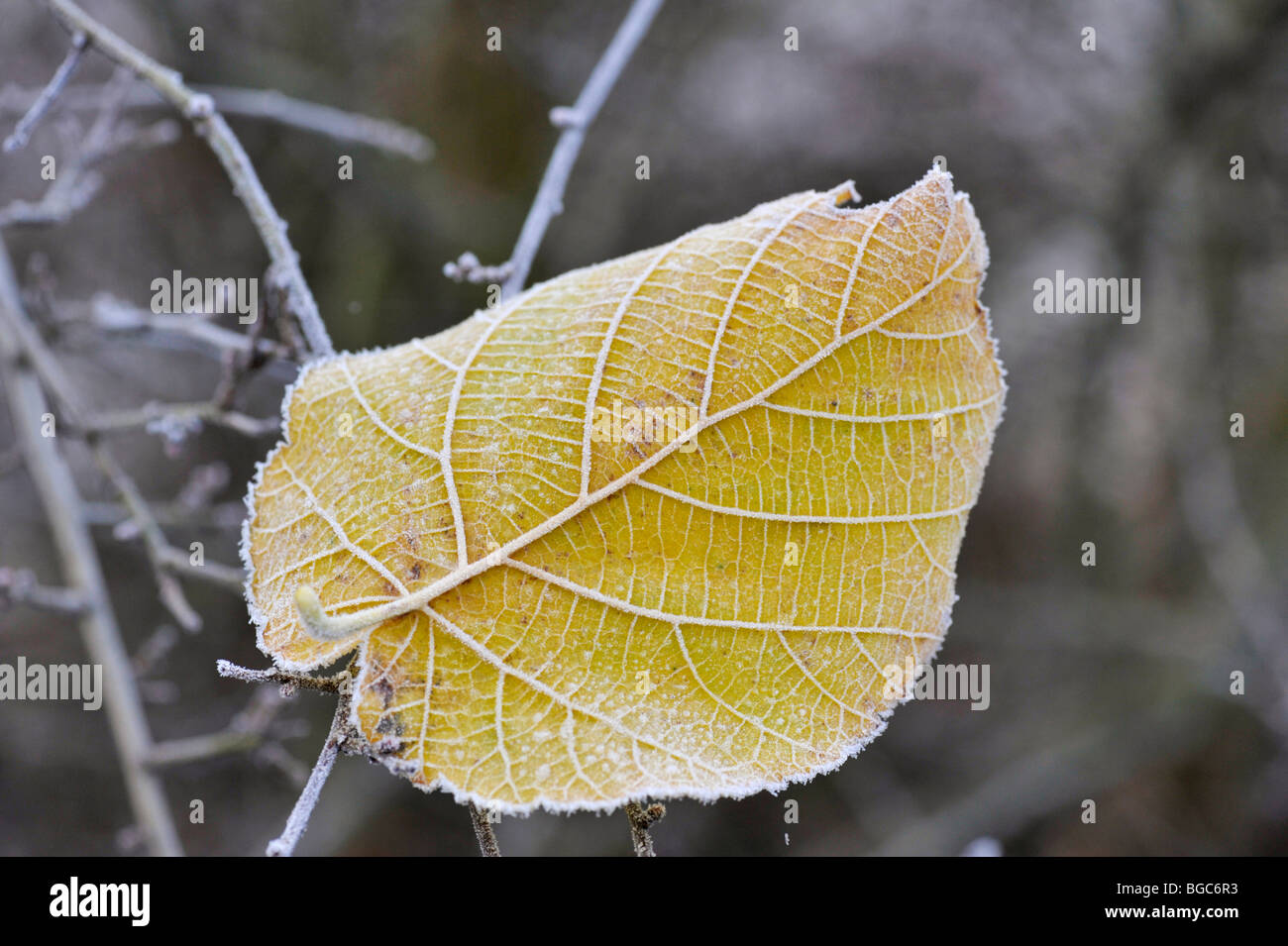 Hoarfrost veins hi-res stock photography and images - Alamy