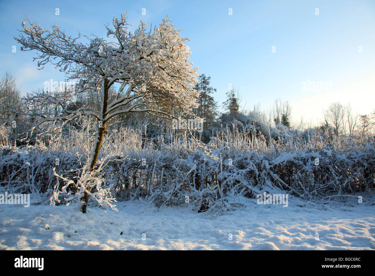 Winter Hedgerow Stock Photos & Winter Hedgerow Stock Images - Alamy