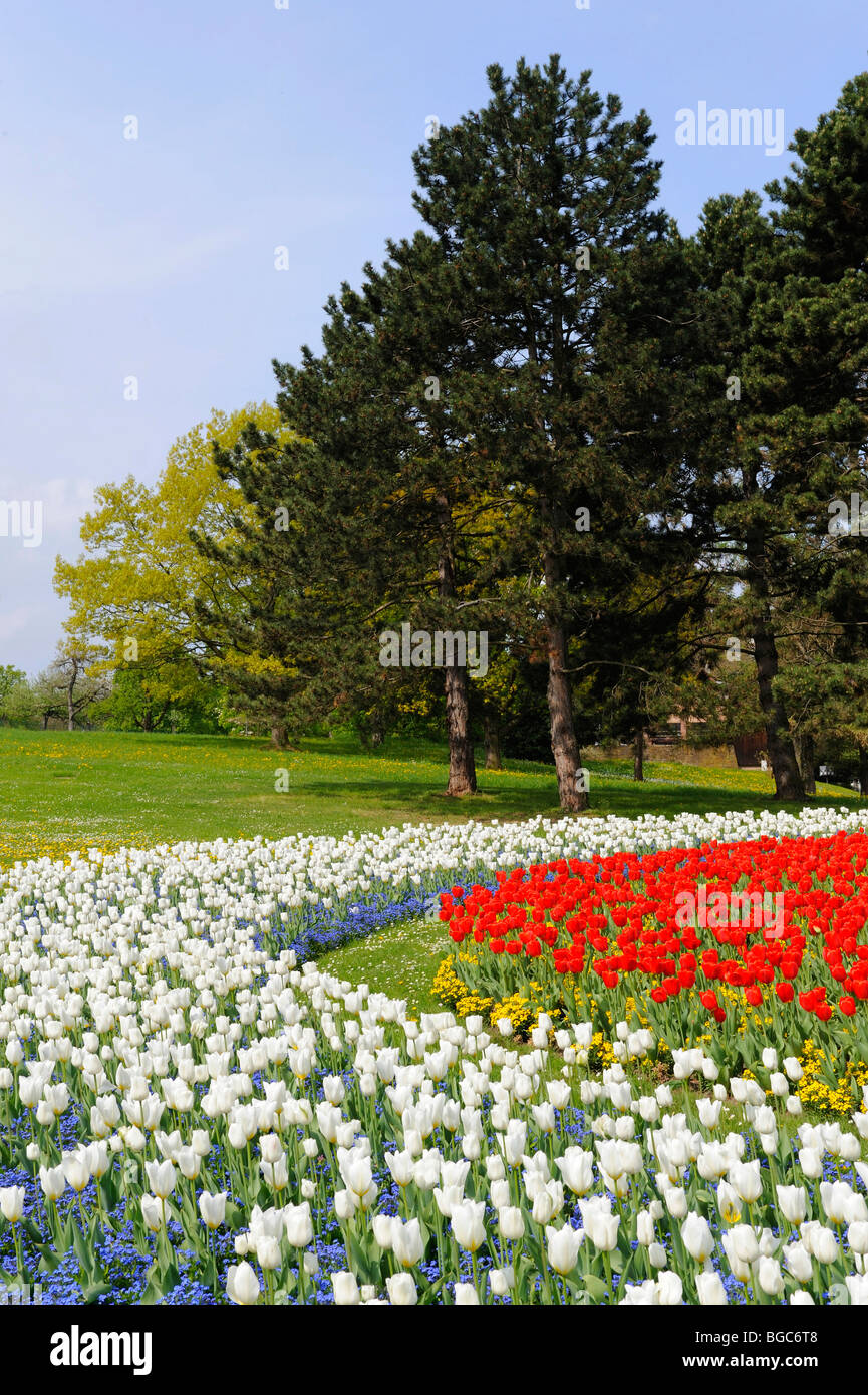 Different types of tulips hi-res stock photography and images - Alamy