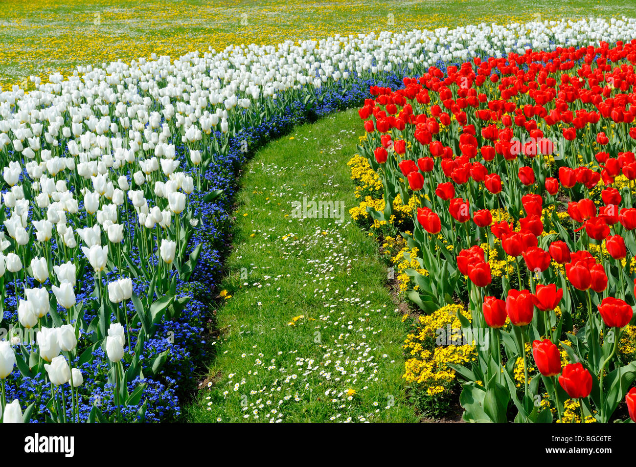 Flower-bed of Tulips Stock Photo - Alamy